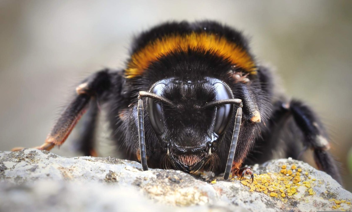 Pollinator Academy